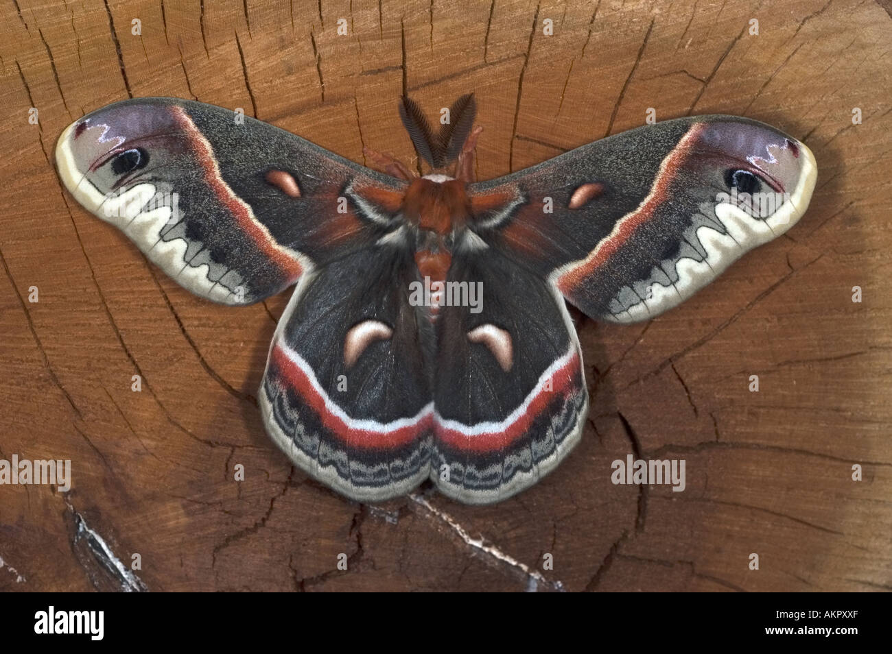 Cecropia moth Hyalophora cecropia Giant Silkworm family Saturnidae Male ...