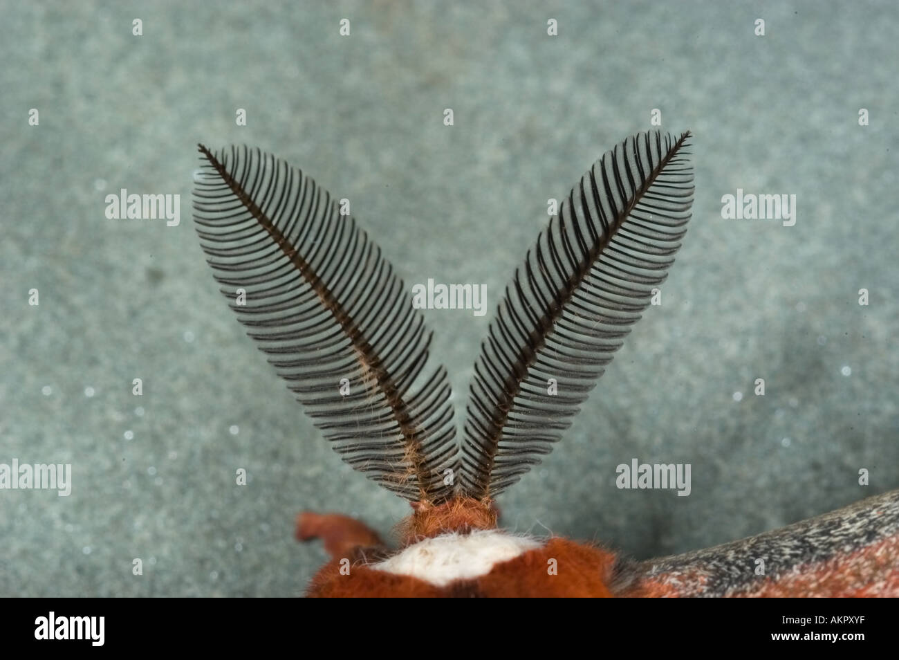 Cecropia moth Hyalophora cecropia Giant Silkworm family Saturnidae Male ...