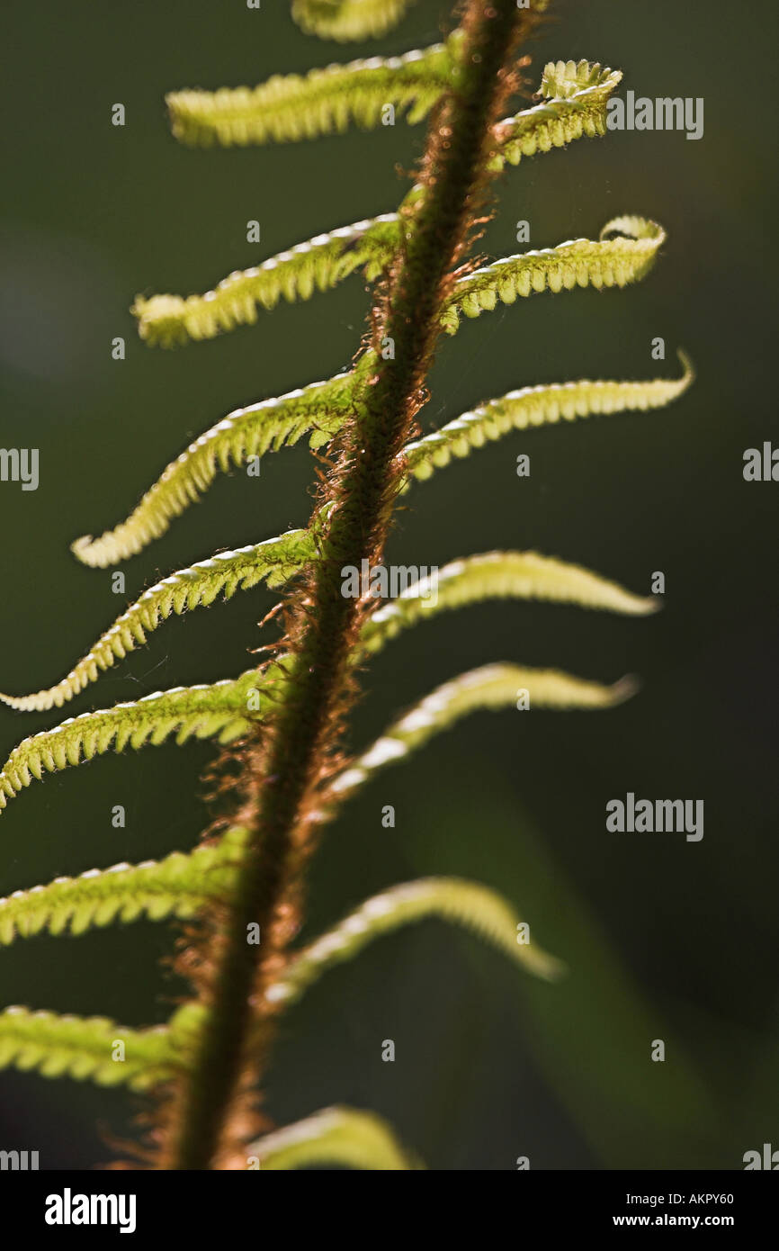 part of a fern at sunset Stock Photo - Alamy