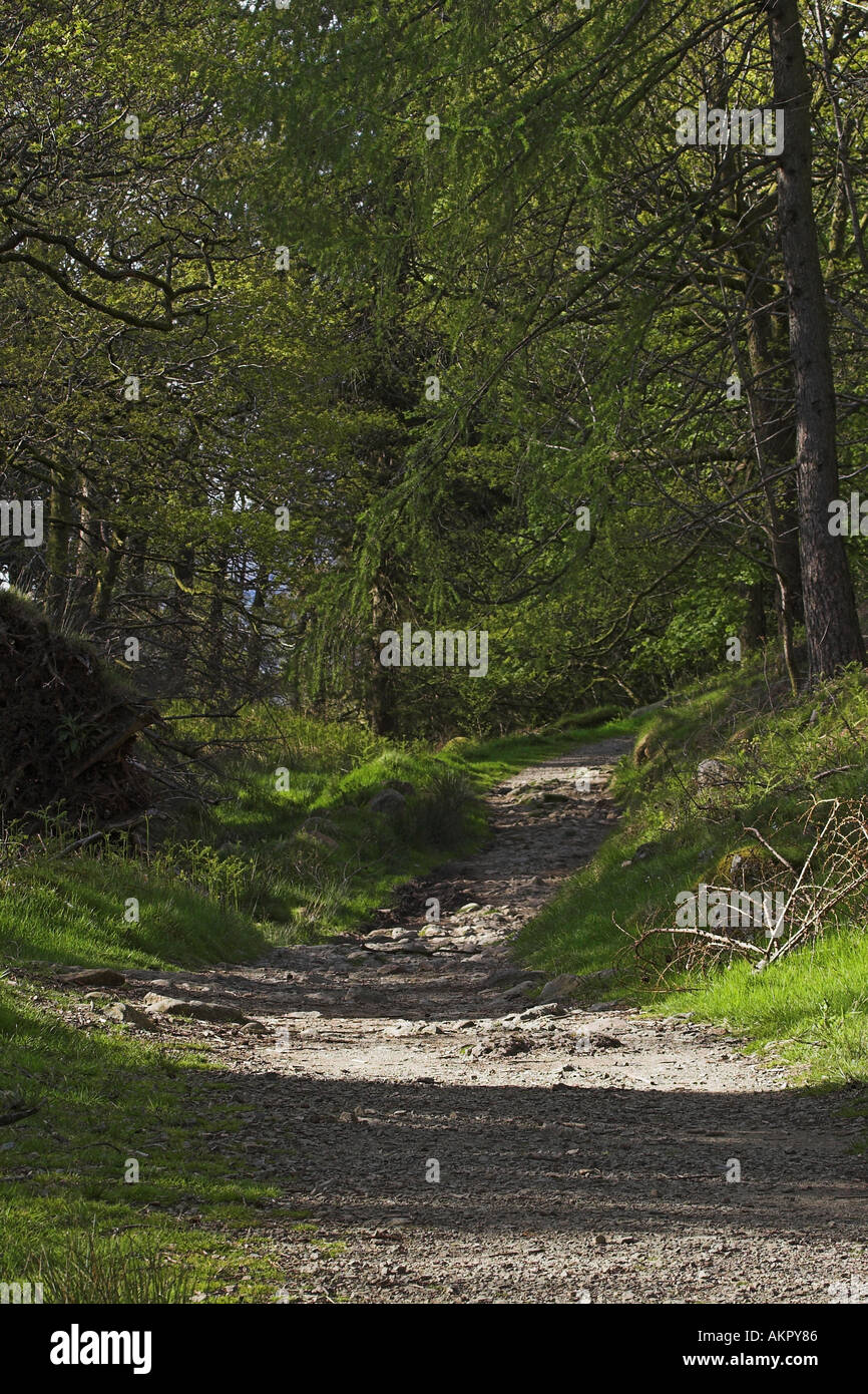 Woodland sanctuaries hi-res stock photography and images - Alamy