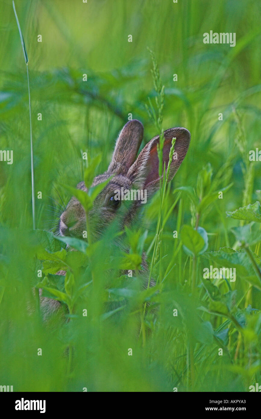 Rabbits in long grass hi-res stock photography and images - Alamy