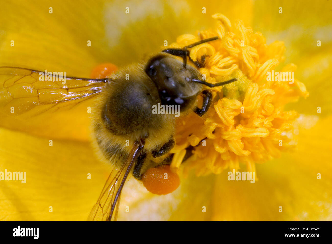 A honeybee gathering pollen from a horned poppy in the Greek island of ...