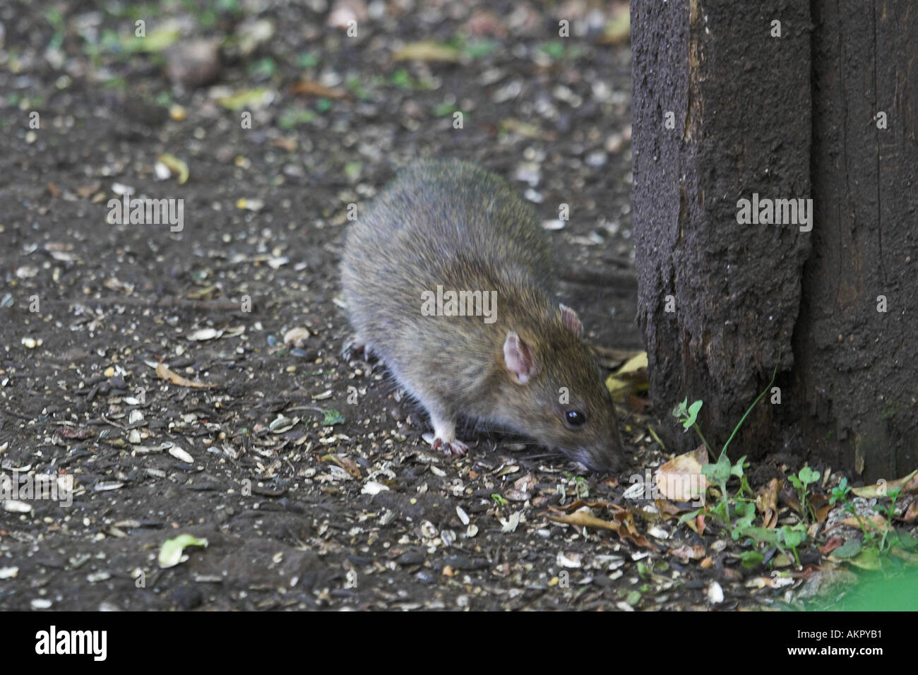 rat eating food of the ground in the day Stock Photo - Alamy