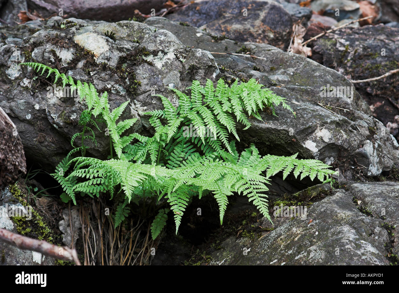 Growing small fern plants hi-res stock photography and images - Alamy