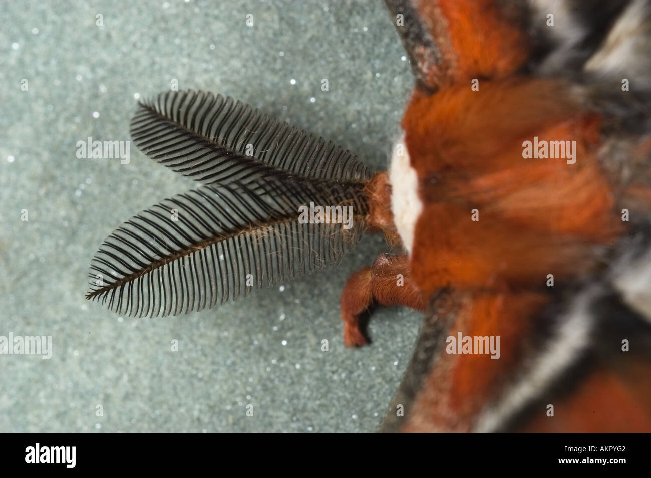 Cecropia moth Hyalophora cecropia Giant Silkworm family Saturnidae Male ...