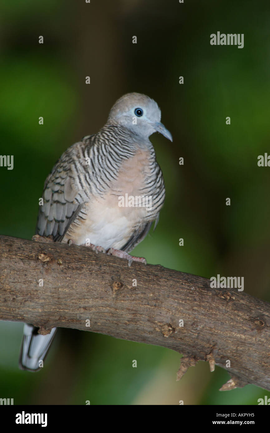 Geopelia hi-res stock photography and images - Alamy