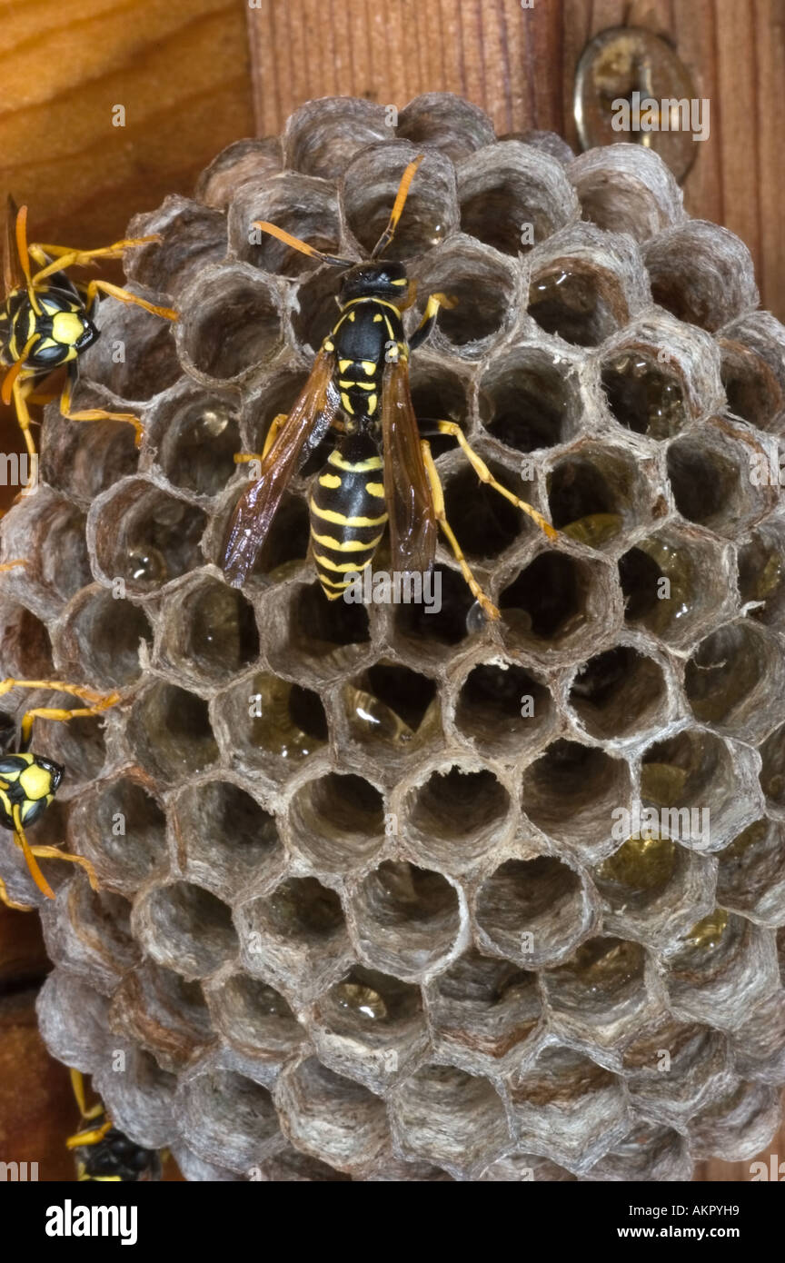 Polistinae Dominulus High Resolution Stock Photography and Images - Alamy