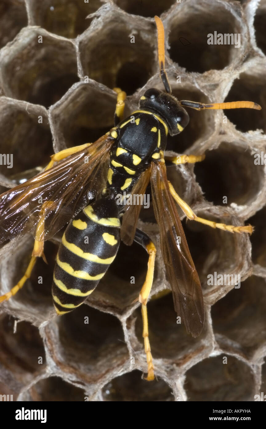 Polistes dominulus Hymenoptera Stock Photo - Alamy