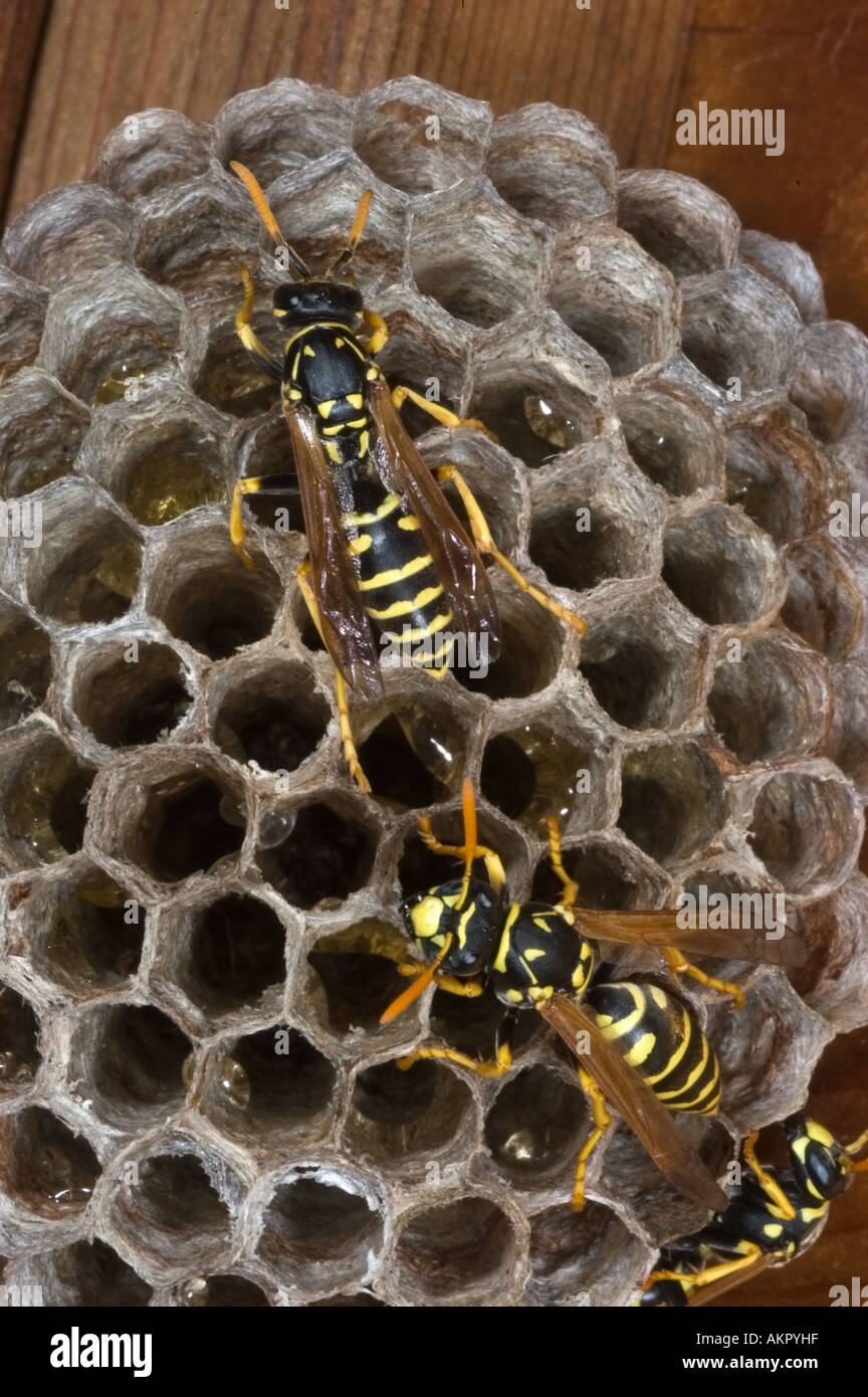 Polistes dominulus Hymenoptera Stock Photo - Alamy