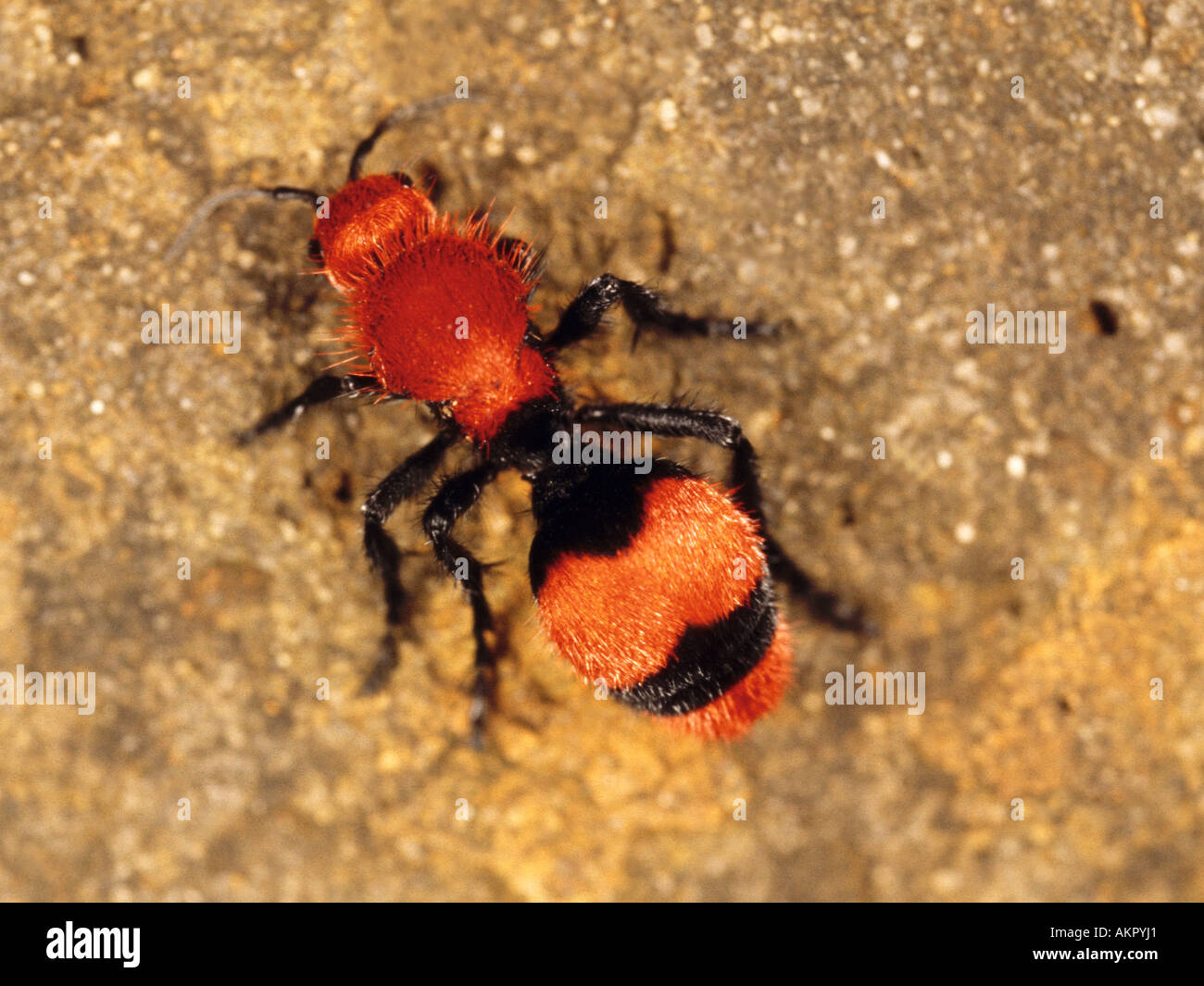 velvet ant Dasymutilla sp Stock Photo - Alamy