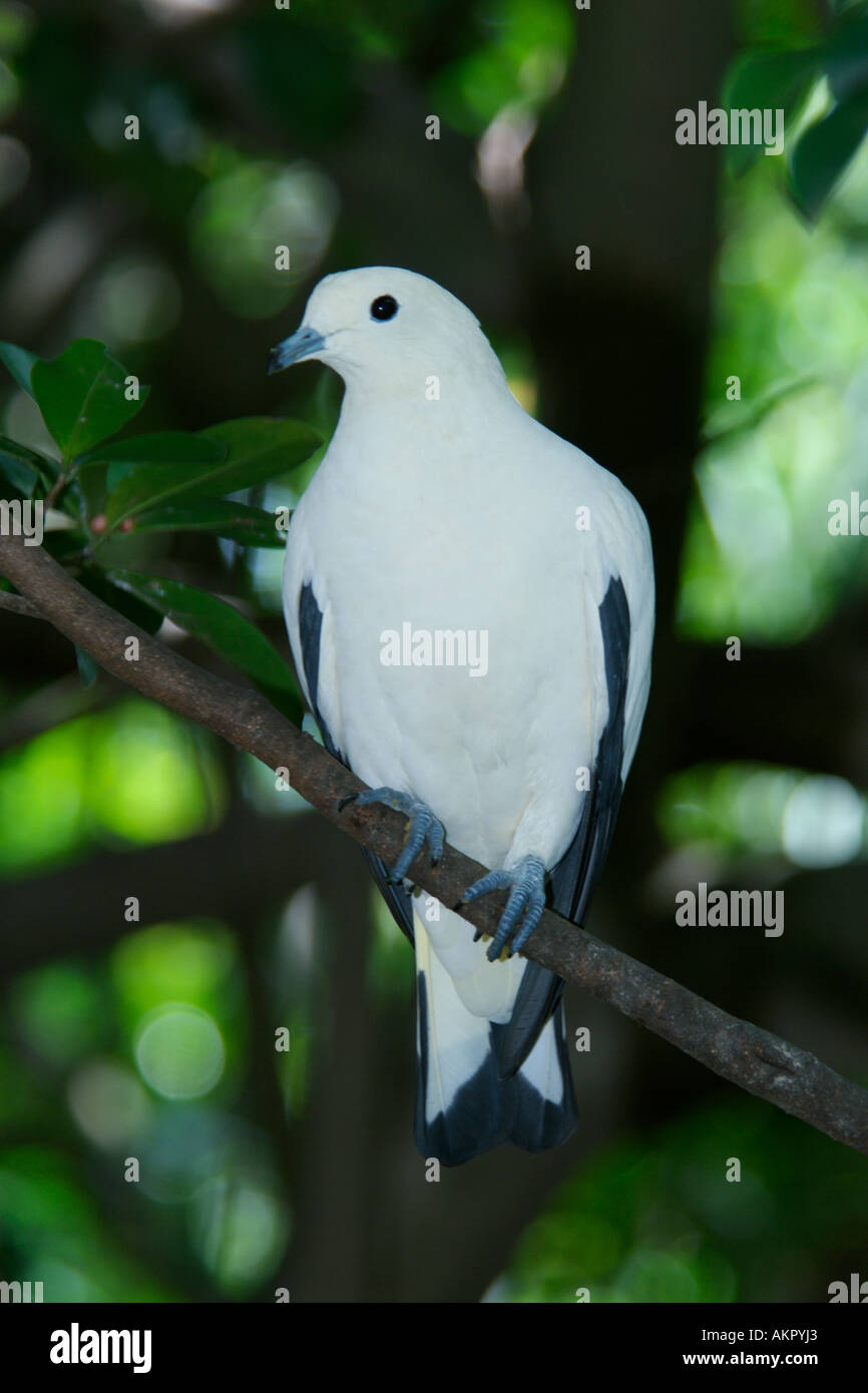 Pied pigeon hi-res stock photography and images - Alamy