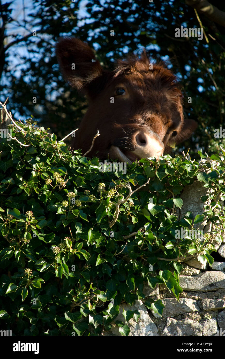 cow looking over wall Stock Photo - Alamy