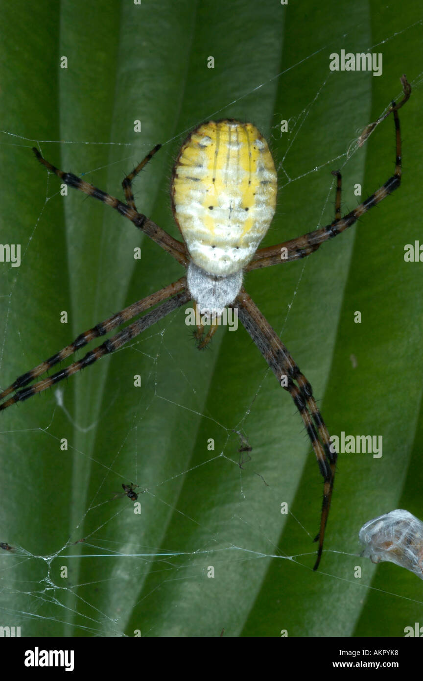 Banded garden spider Argiope trifasciata Female on her web Stock Photo ...