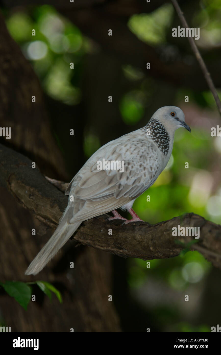 Juvenile Spotted Dove Stock Photo - Alamy