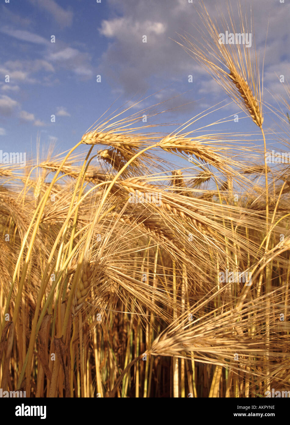 Close up of ripe Barley crop just before harvesting Stock Photo - Alamy