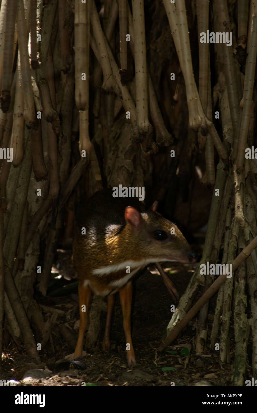 Tragulus javanicus hi-res stock photography and images - Alamy