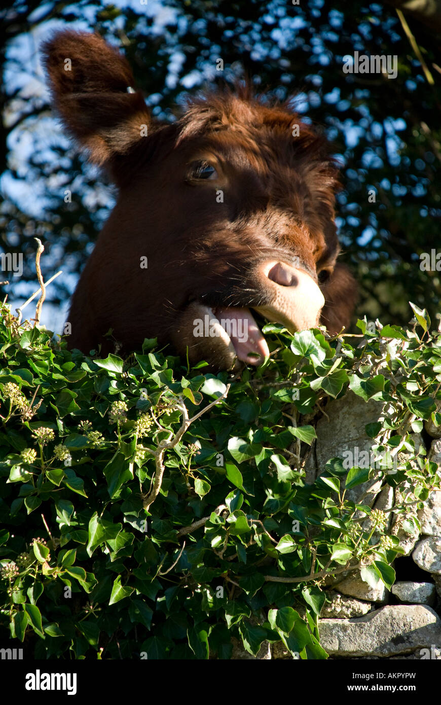 cow looking over wall Stock Photo - Alamy