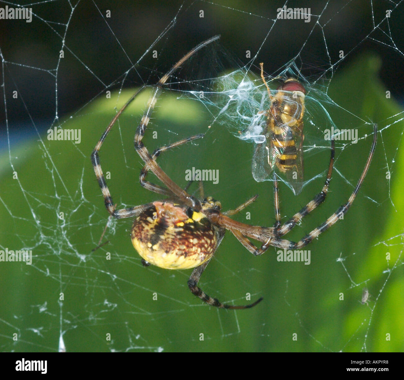 Banded Garden Spider Argiope trifasciata Female Wrapping prey syrphid ...