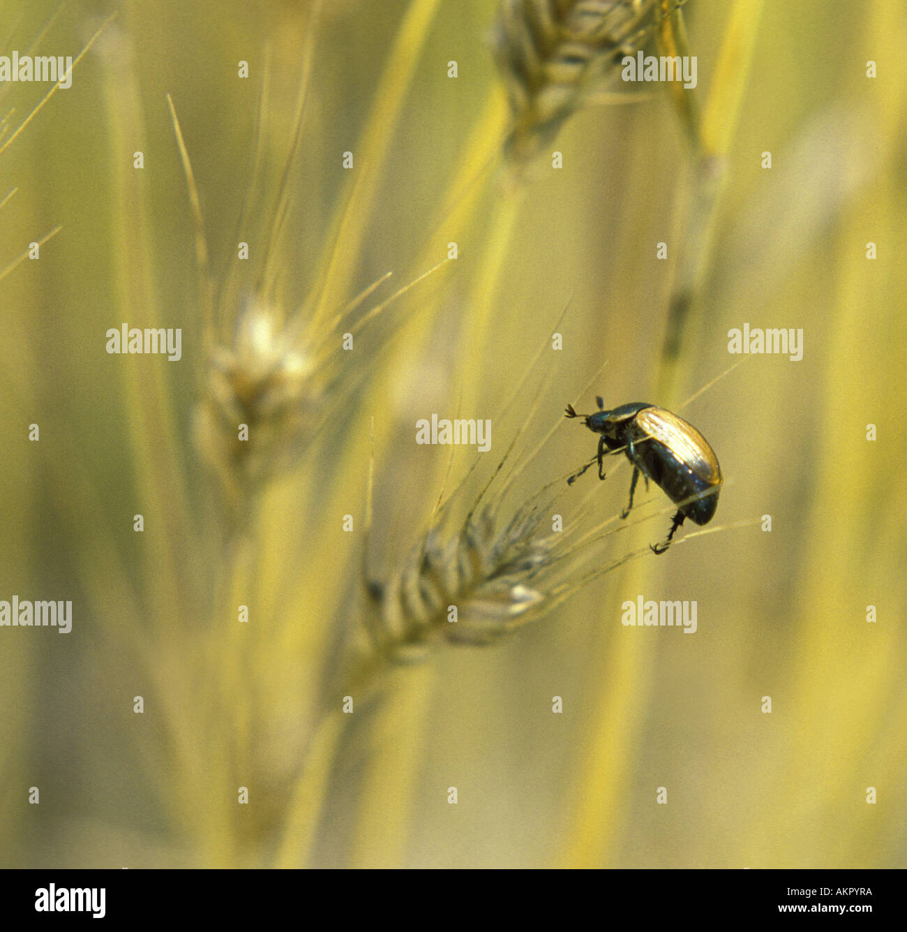 The catcher in the rye hi-res stock photography and images - Alamy