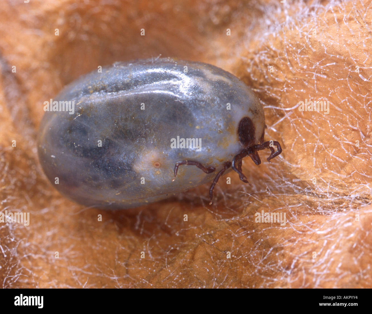 An adult female blacklegged tick engorged after a blood meal rests on a ...