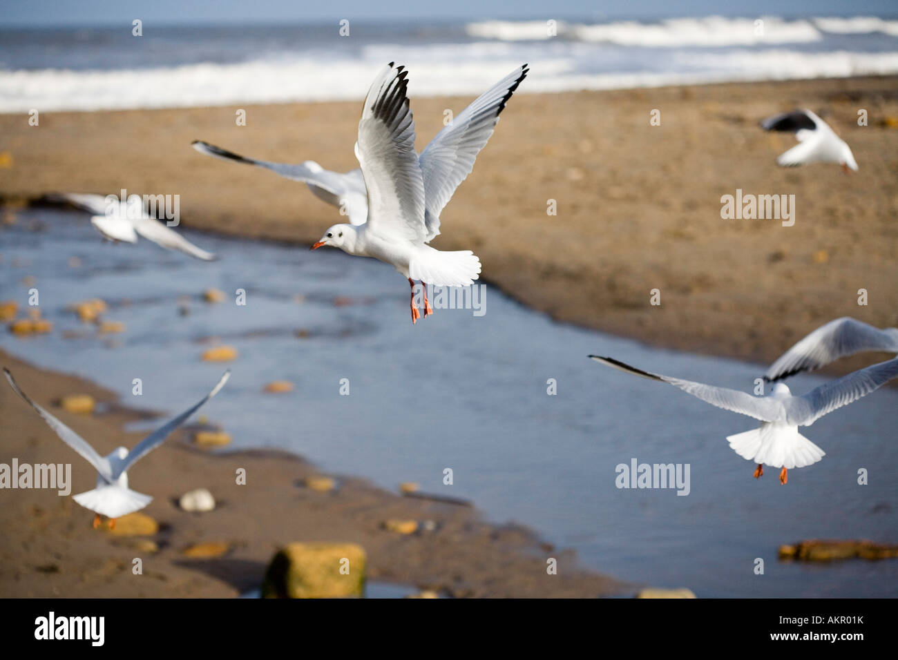 Seagulls in Flight Stock Photo - Alamy