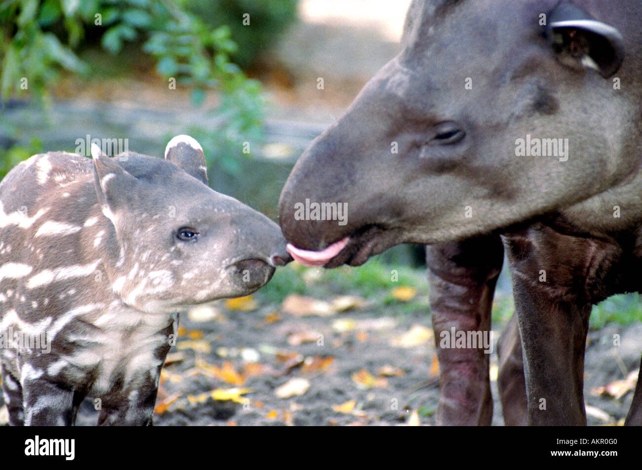 Malayan Tapir Mother And Baby