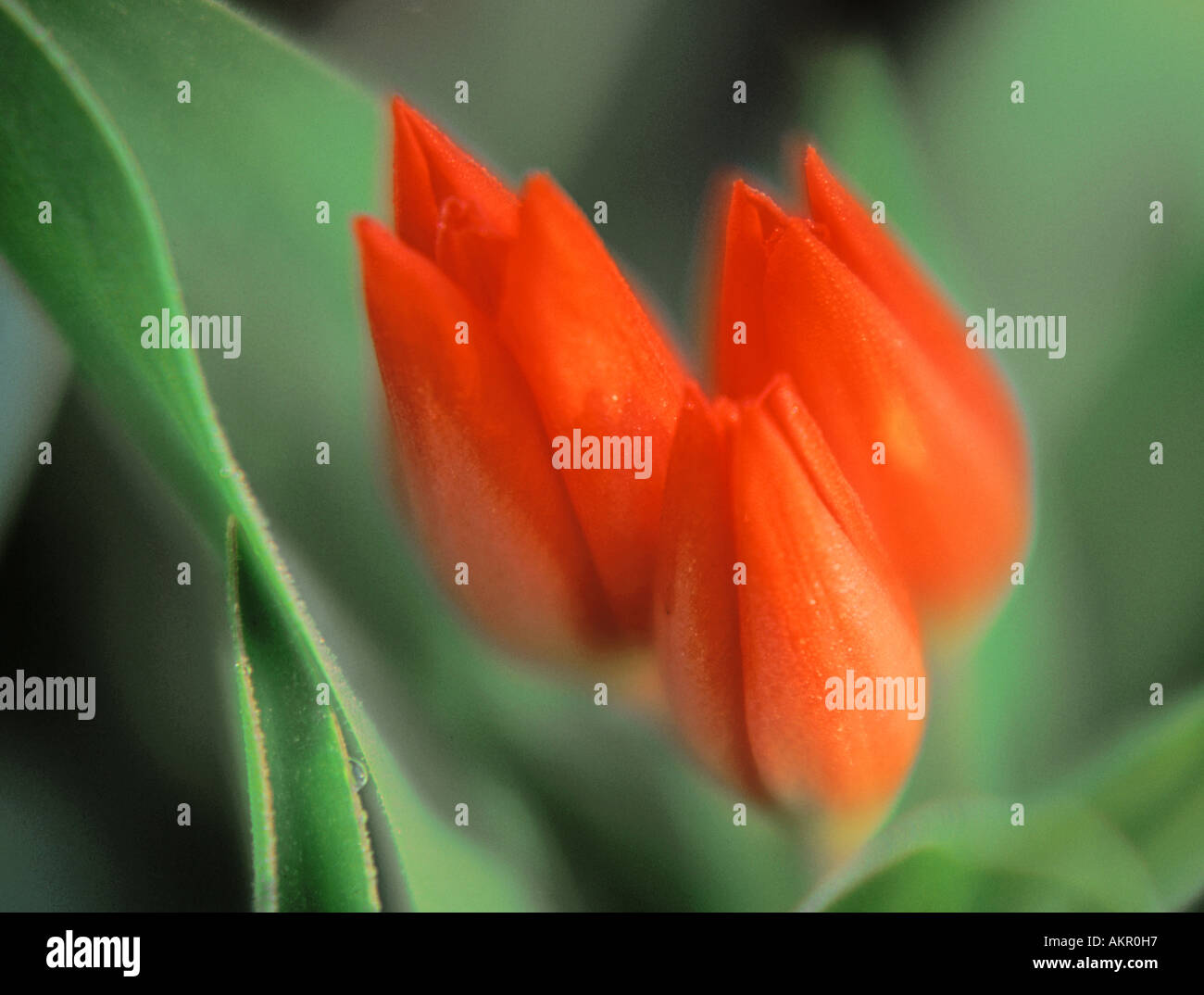 Three red tulip buds Tulipa Stock Photo - Alamy