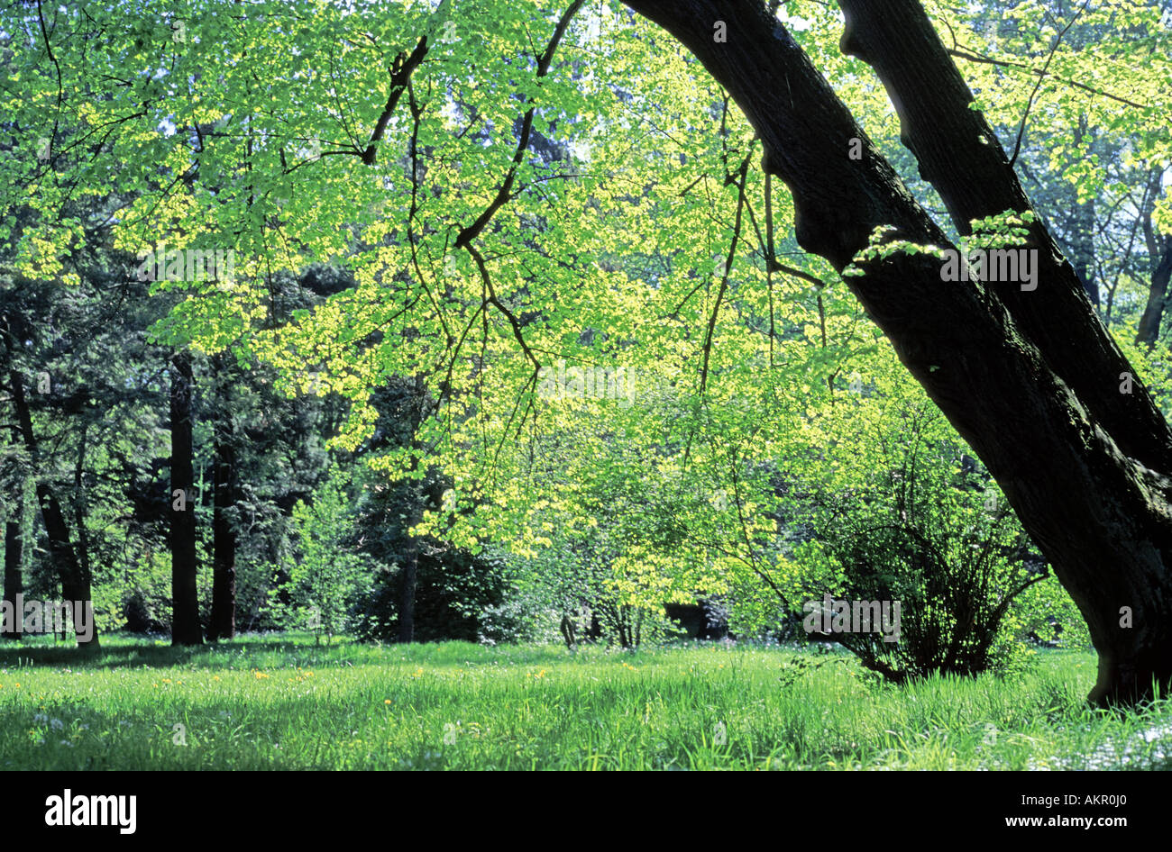 Lime tree in the may morning Tilia cordata Stock Photo - Alamy