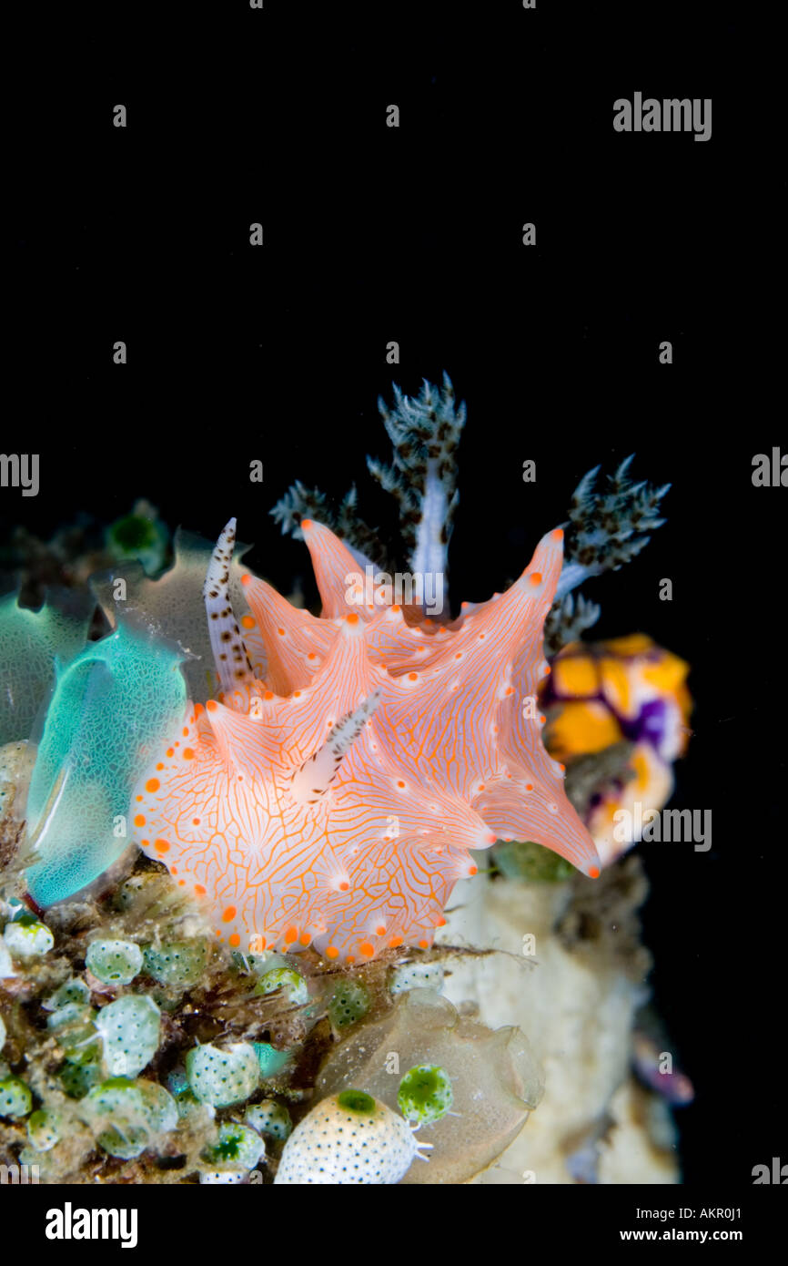 Halgerda batangas nudibranch in Lembeh Straits Indonesia Stock Photo ...