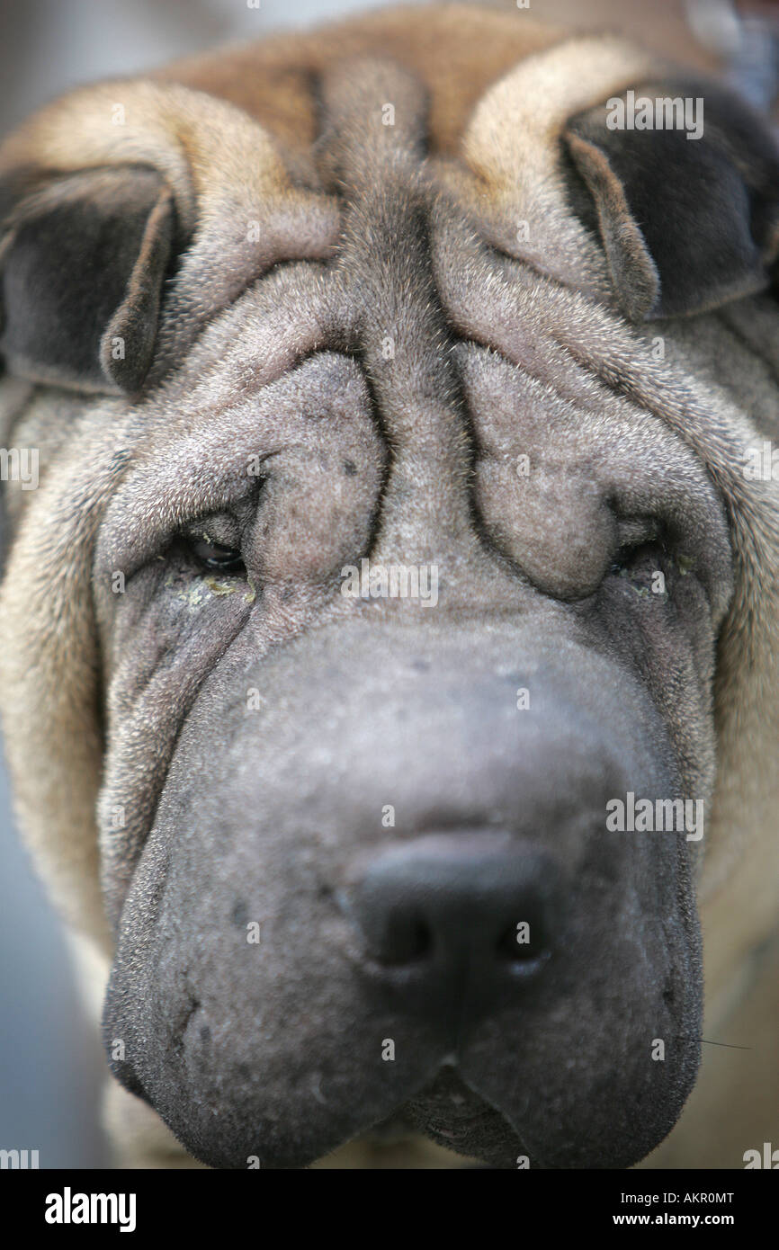 Close-up of a Chinese Fighting dog Stock Photo - Alamy