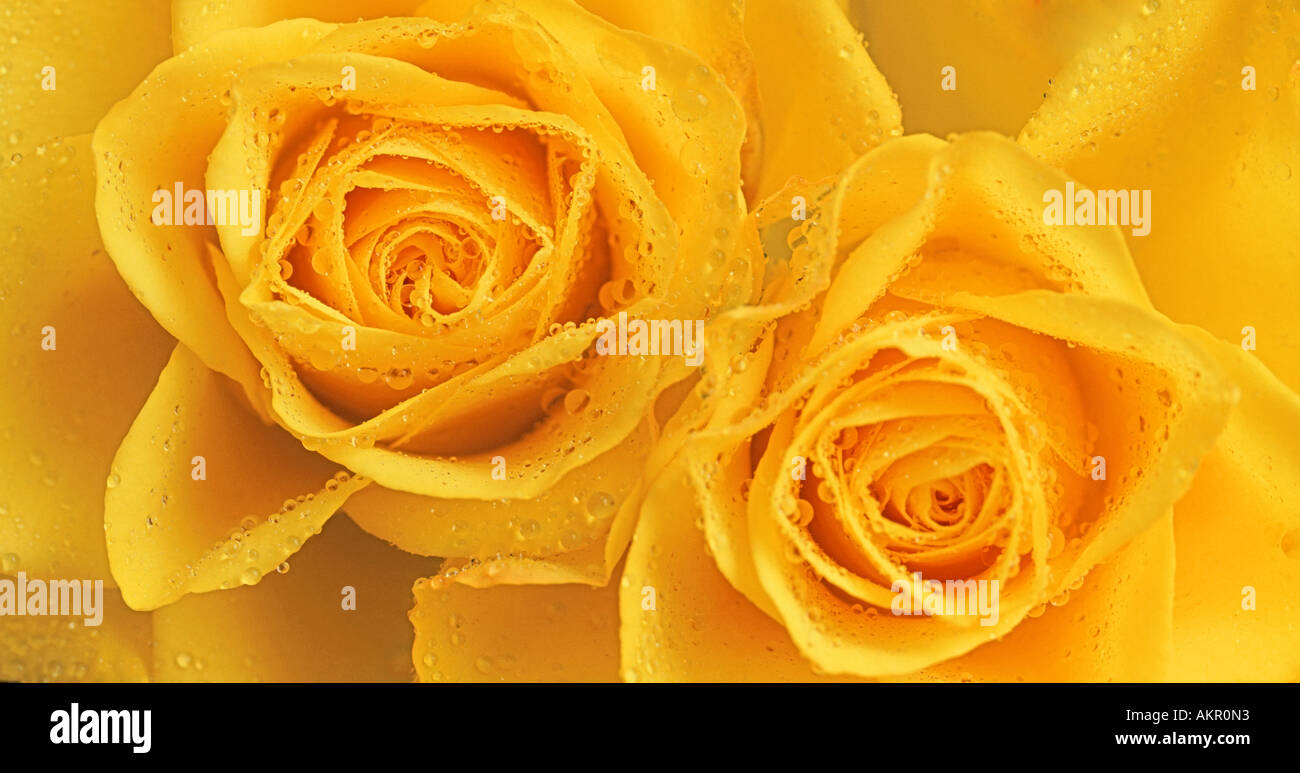 Two yellow roses close up Rosa Stock Photo - Alamy