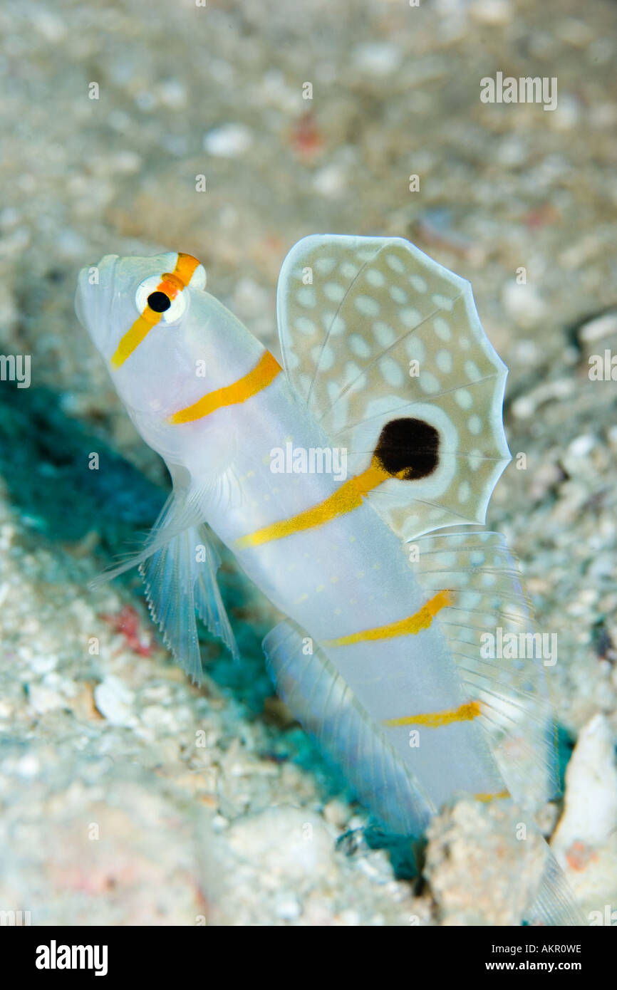 Sail fin shrimpgoby Amblyeleotris randalli at Lembeh Straits Indonesia ...