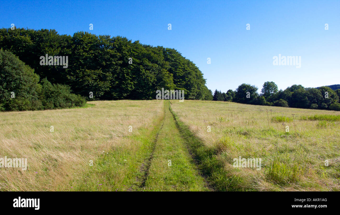 Wiesenlandschaft, Waldgebiet, schmaler Pfad fuehrt in einen Wald ...