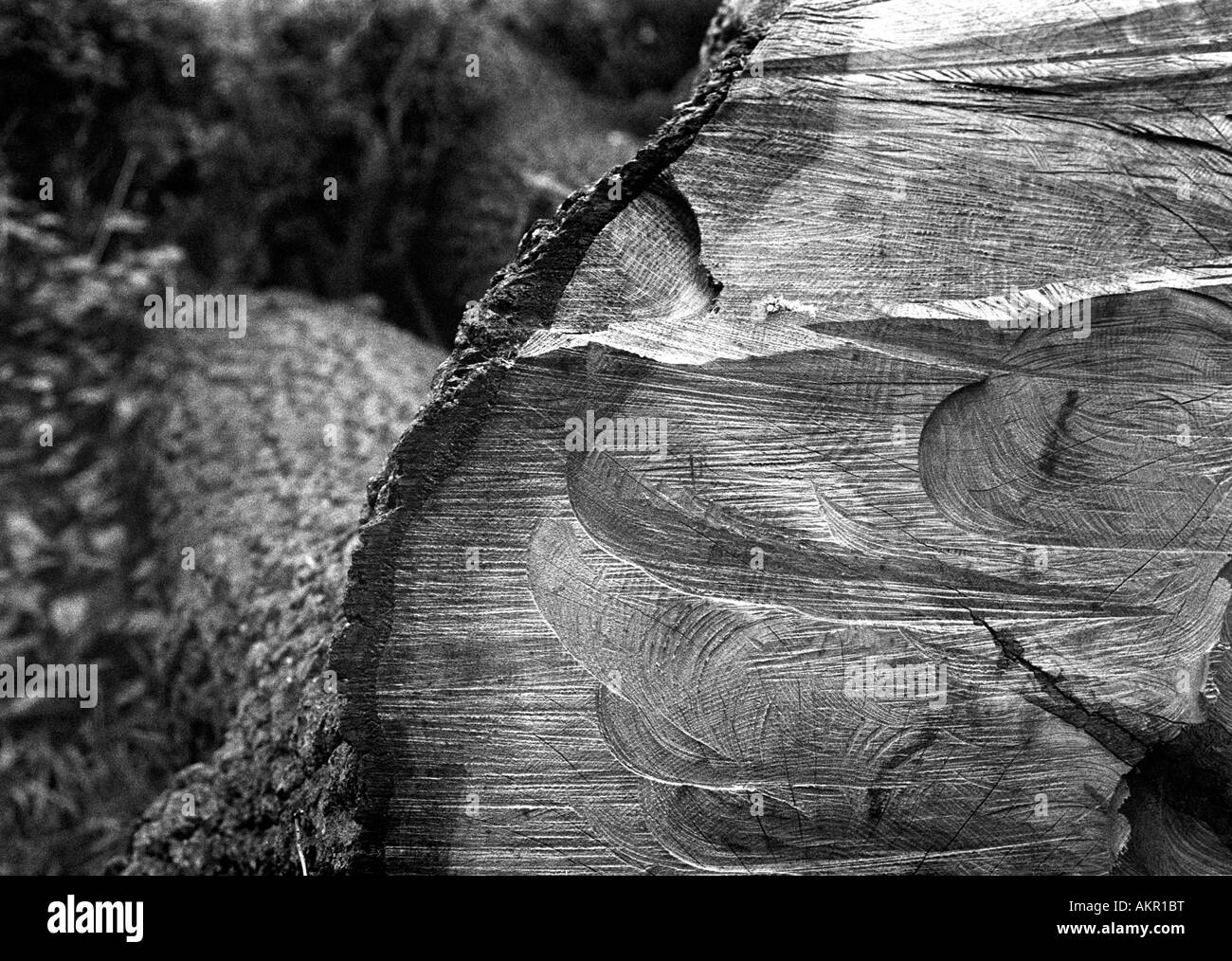 A View Of The Inner Texture Of A Cut Down Tree Stock Photo Alamy a-view-of-the-inner-texture-of-a-cut-down-tree-stock-photo-alamy