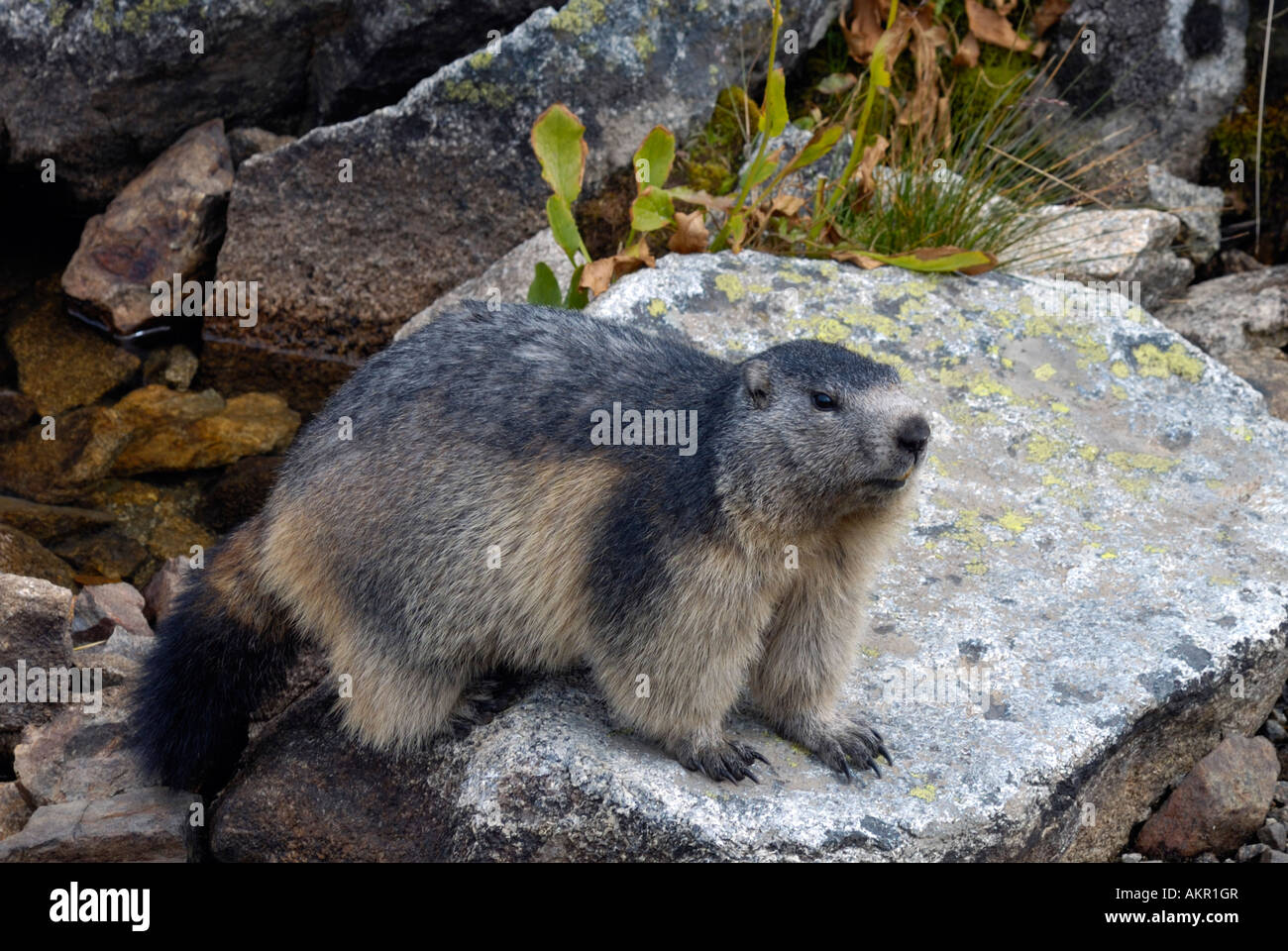 Alpine marmot in the French Pyrenees Stock Photo - Alamy