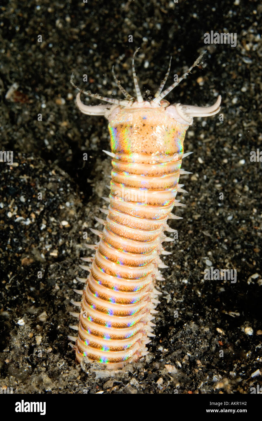 a bobbit worm Eunice aphroditoi at Lembeh Straits Indonesia Stock Photo ...