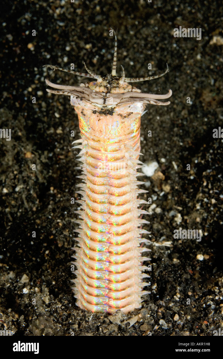 a bobbit worm Eunice aphroditoi at Lembeh Straits Indonesia Stock Photo ...