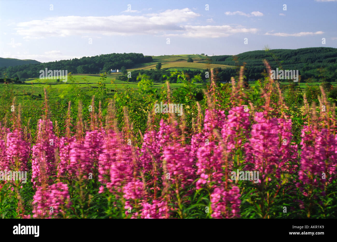 Summer Loch Ken Scotland Stock Photo - Alamy