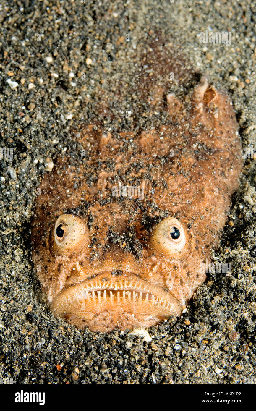 Reticulate Stargazer Uranoscopus sp waiting for prey in Lembeh Straits ...