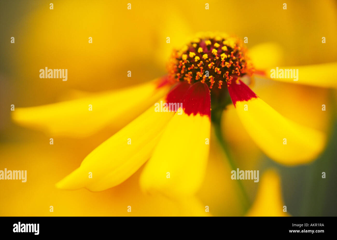 Coreopsis tinctoria uk hi-res stock photography and images - Alamy