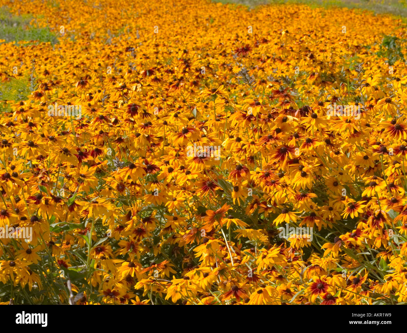 New hampshire wildflowers hi-res stock photography and images - Alamy