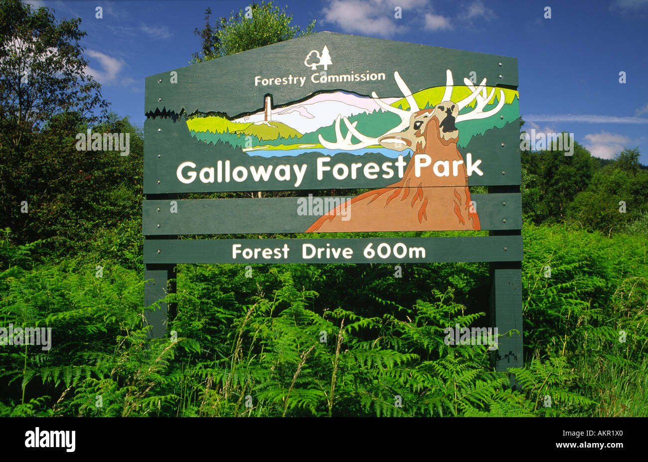 The red deer at galloway forest park hi-res stock photography and ...