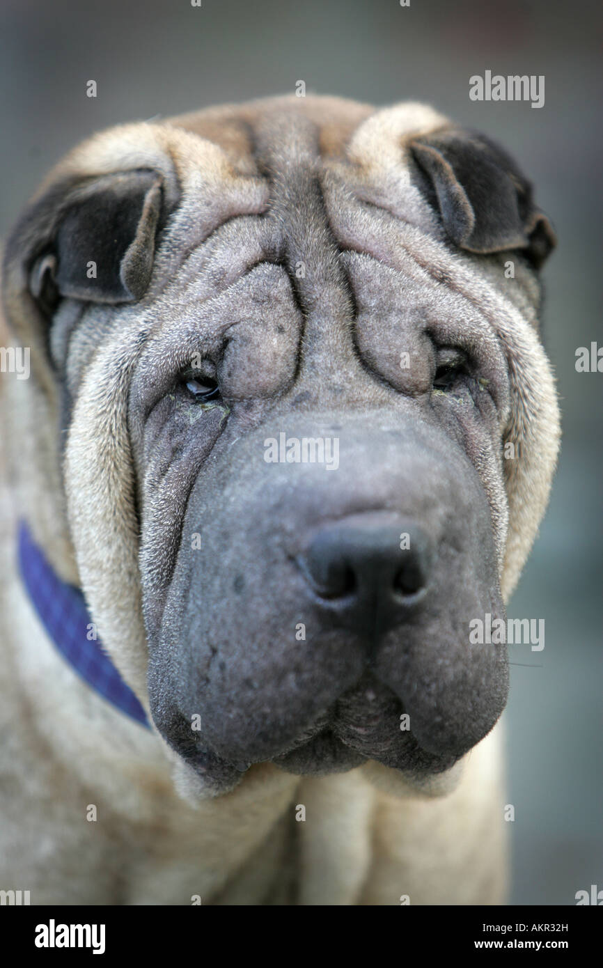 Chinese fighting dog hi-res stock photography and images - Alamy