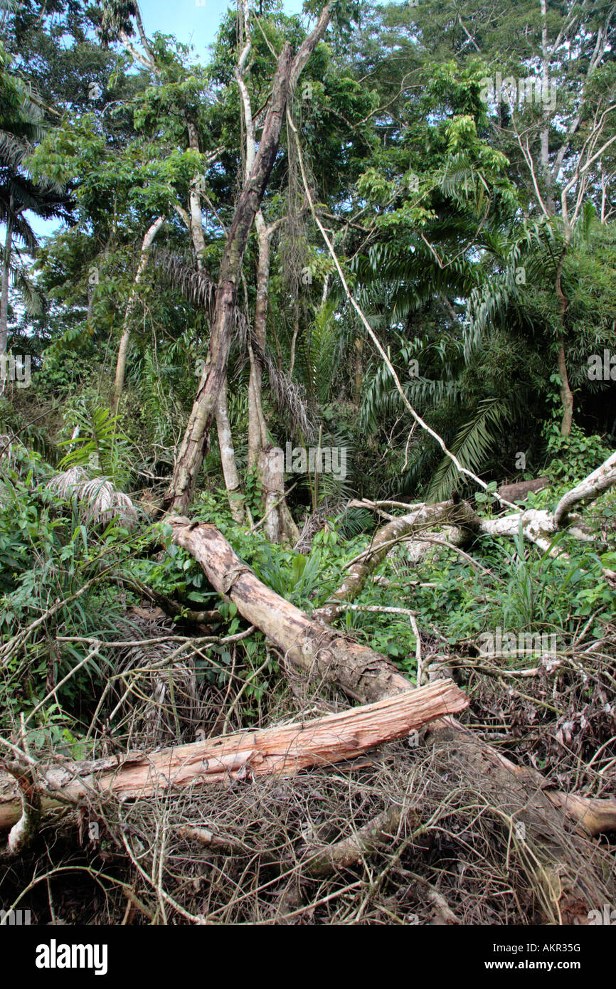 Clear cutting africa hi-res stock photography and images - Alamy