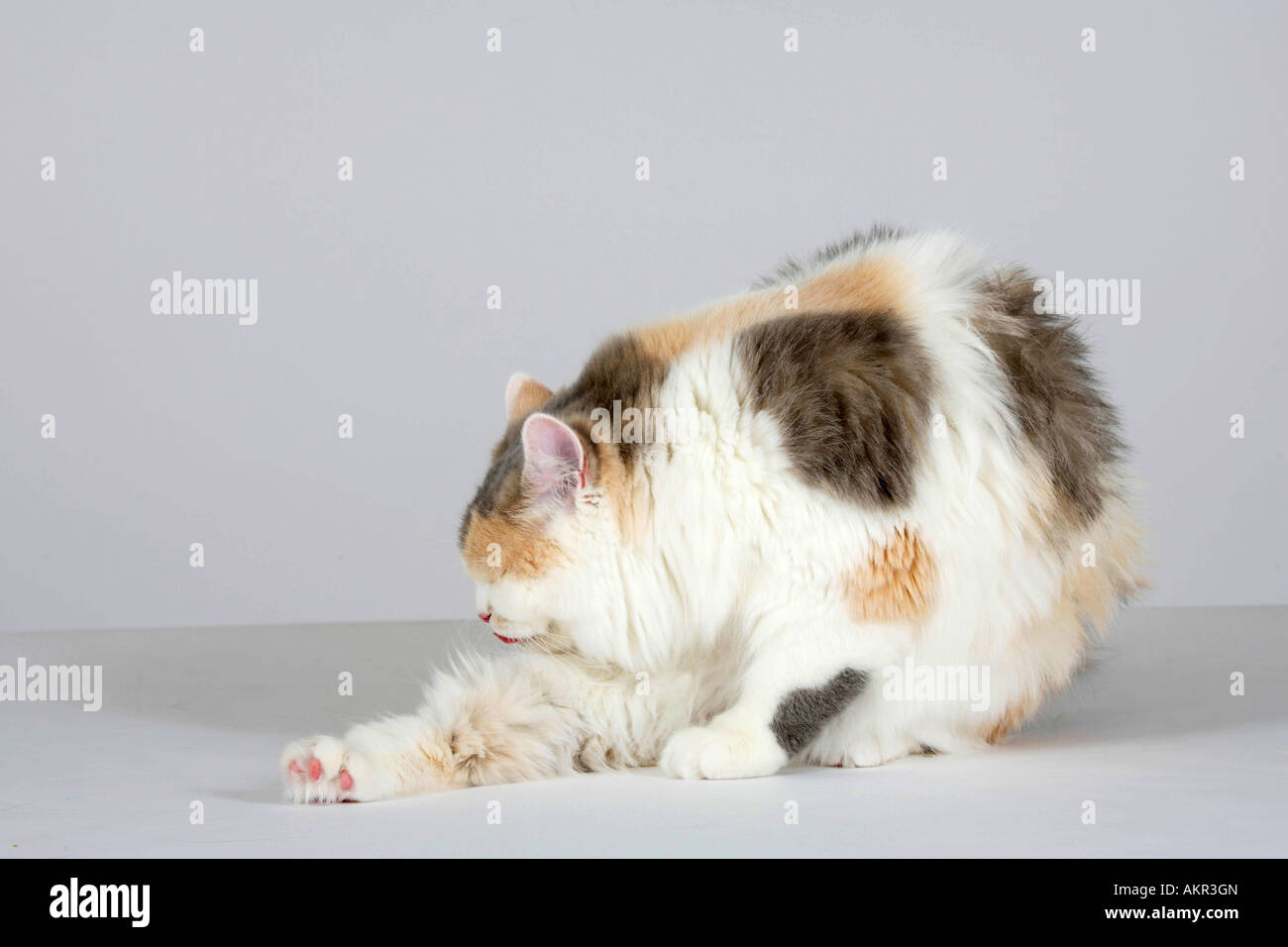 British Longhair Cat blue cream white Highlander Lowlander Britanica ...