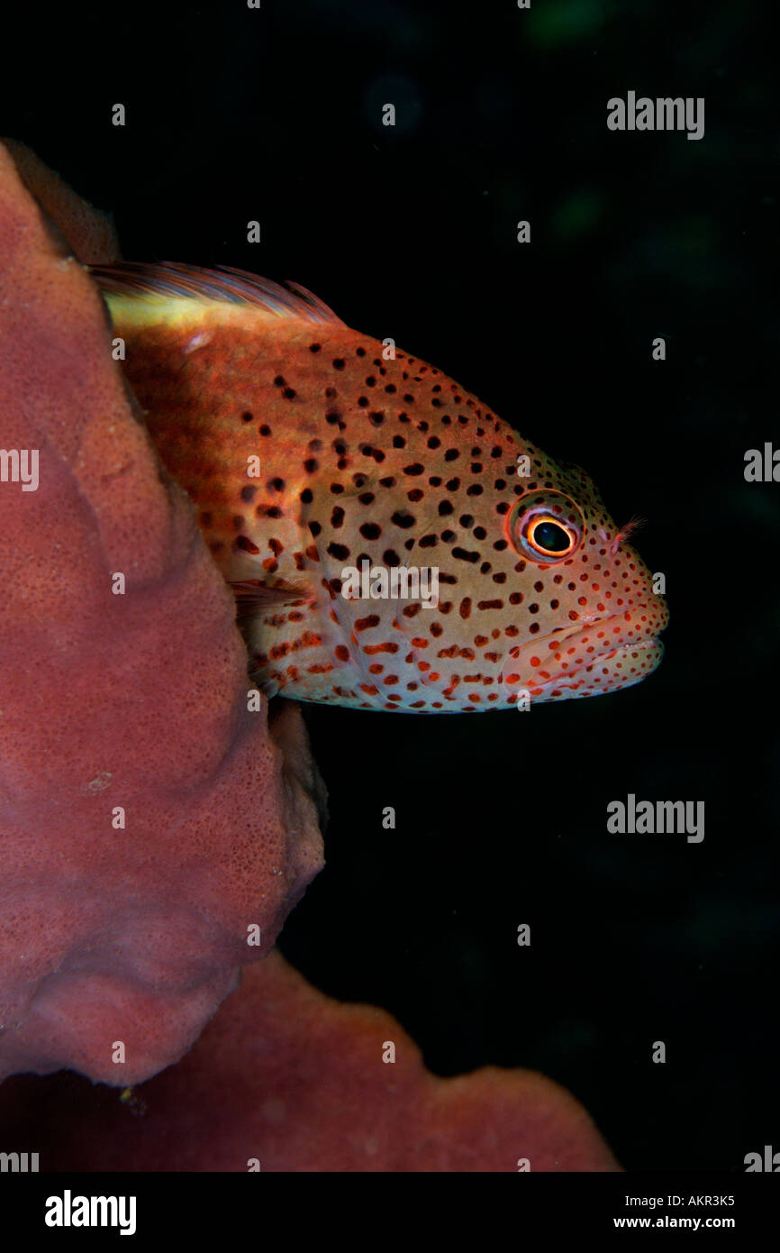 Forster hawkfish hi-res stock photography and images - Alamy