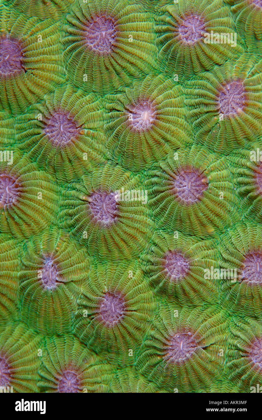 Diploastrea hi-res stock photography and images - Alamy