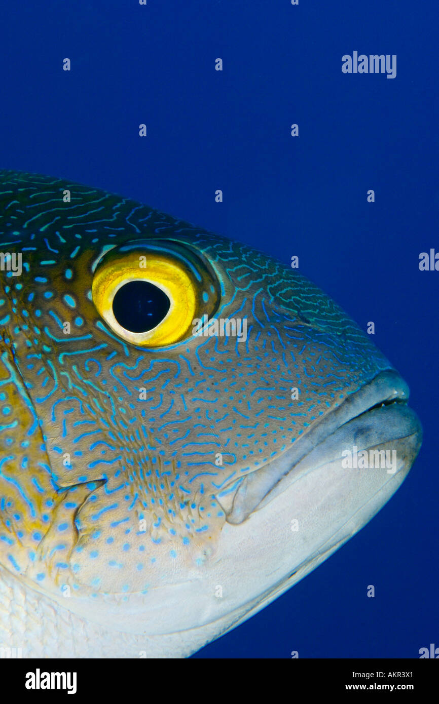 Face of Midnight Snapper Macoor macularis in Borneo Stock Photo - Alamy