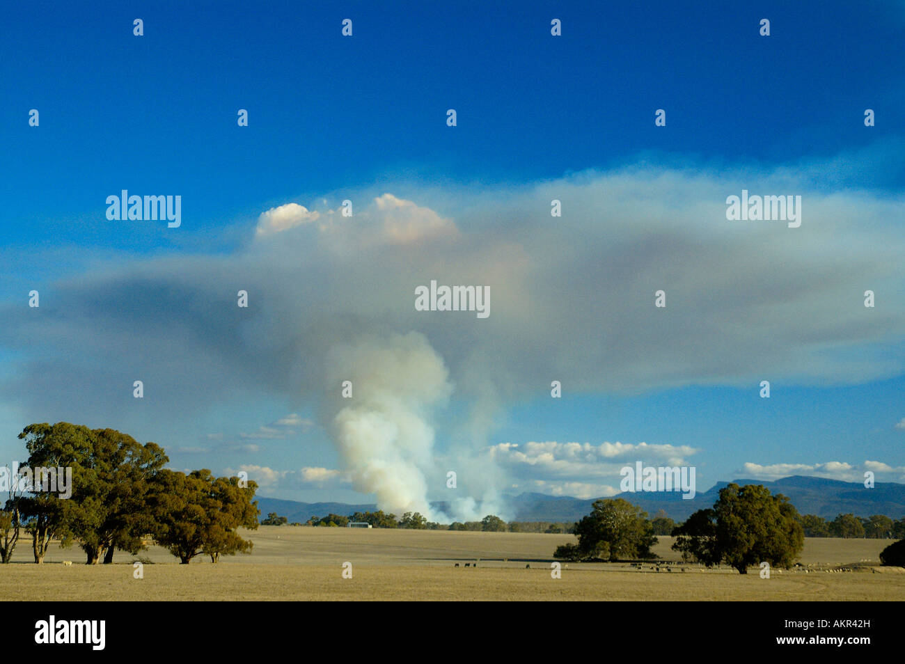 Huge mushroom cloud from controlled burn in Grampians National Park ...