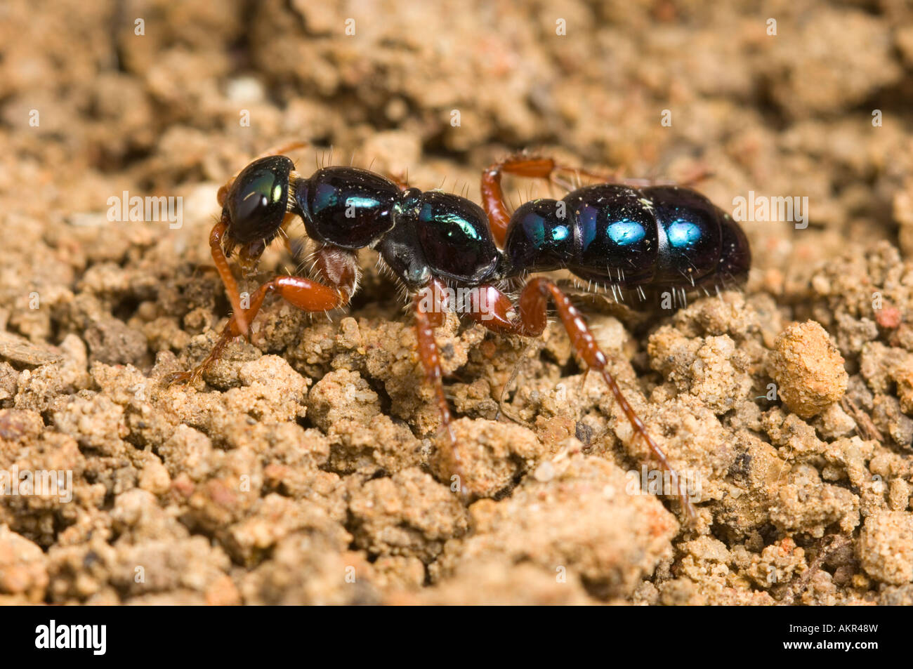 Wingless flower wasp blue-ant female Stock Photo - Alamy